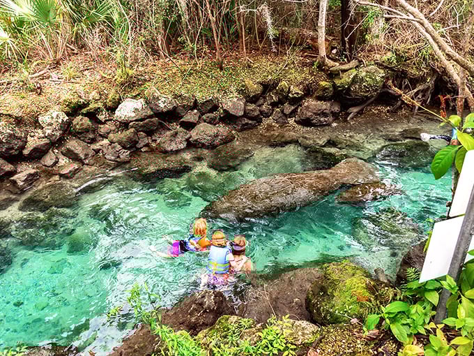 Nature's own infinity pool! Crystal River's pristine waters offer a window into Florida's aquatic wonderland.