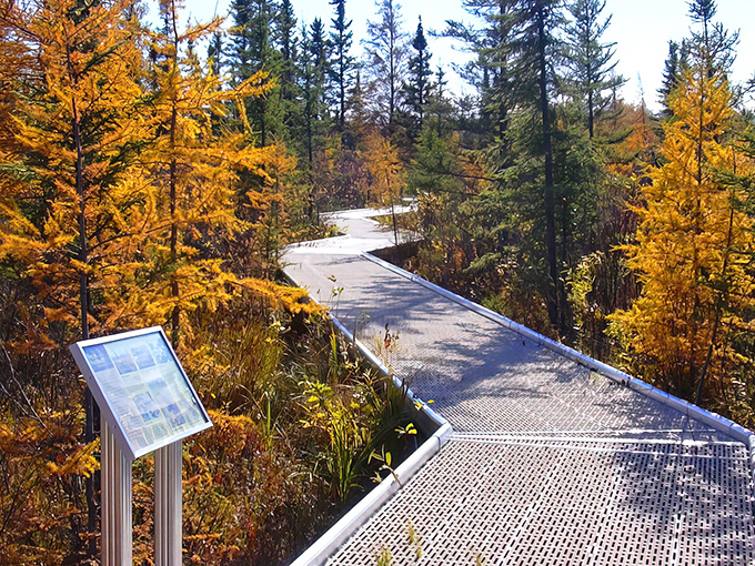 The boardwalk stretches into autumn's golden embrace, proving that the best paths in life are the ones that keep you dry while surrounded by beauty.