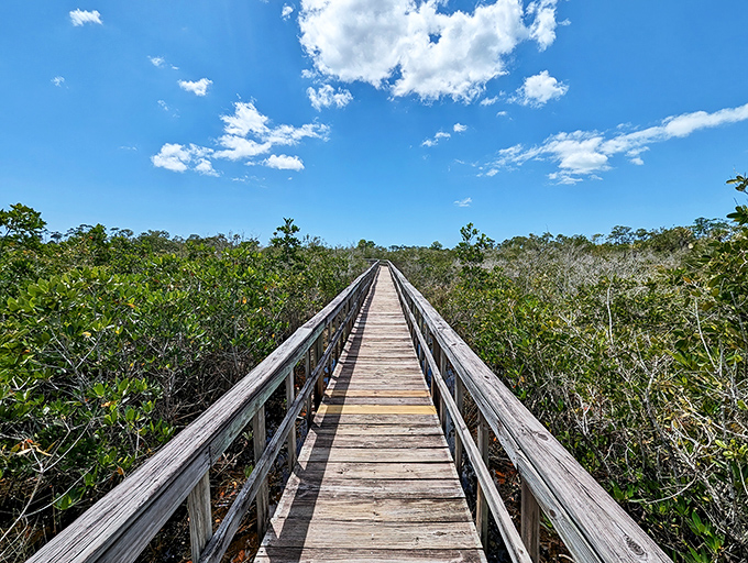 A wooden pathway to wilderness, this boardwalk stretches into the distance like nature's red carpet, inviting exploration with every plank.