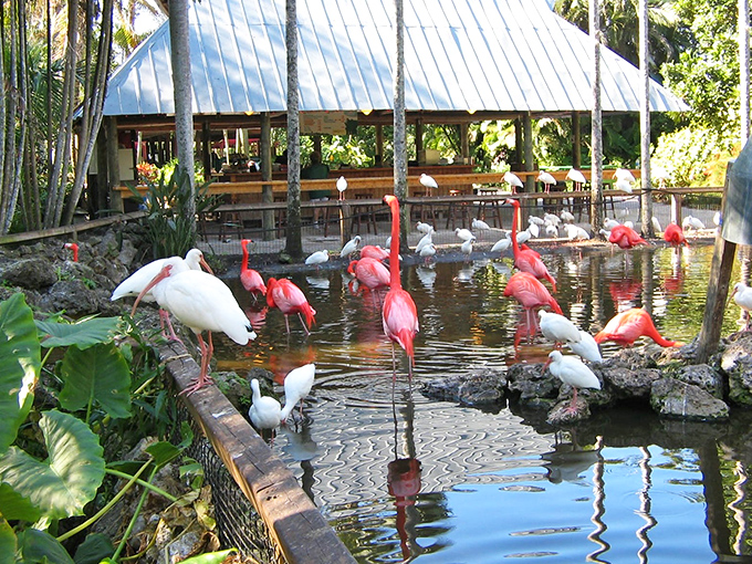 Flamingo paradise! These pink divas strut their stuff around the lagoon, showing off nature's perfect design for birds who stand on one leg better than most yoga instructors.