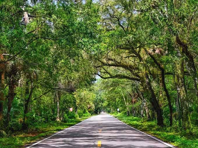 When trees decide to show off their architectural skills, you get natural cathedrals like this that put most buildings to shame.