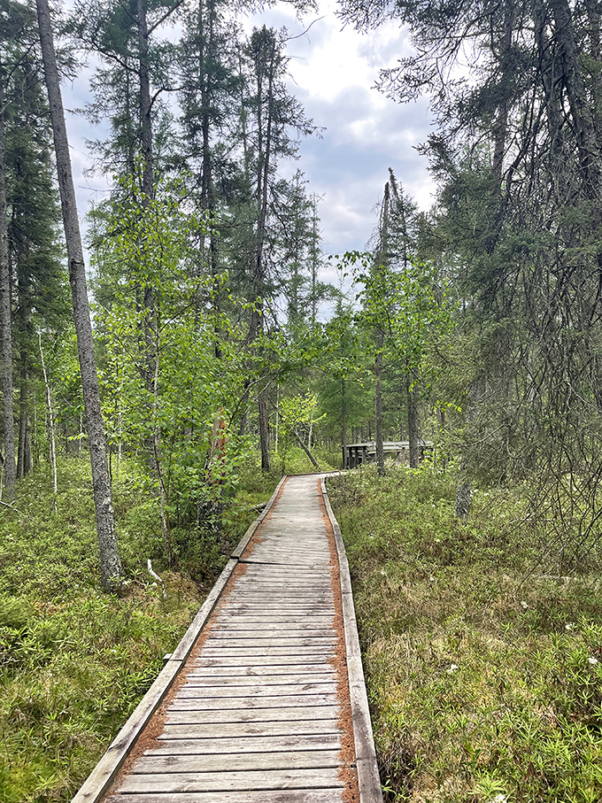 A wooden boardwalk winds through Mille Lacs Kathio's misty forest, inviting explorers into a world where time slows and worries evaporate.