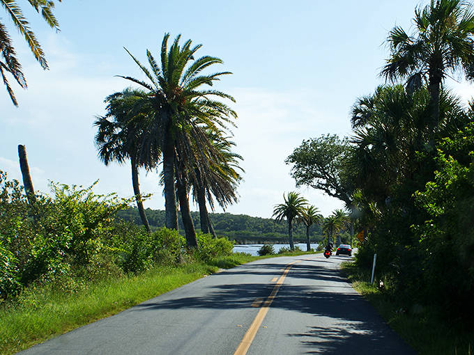 Palm trees standing like sentinels along the Ormond Scenic Loop, nature's own welcoming committee to Florida's hidden paradise.