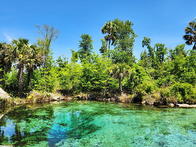 Nature's swimming pool: The impossibly turquoise waters of Pitt Spring invite visitors to dive into Florida's hidden paradise.