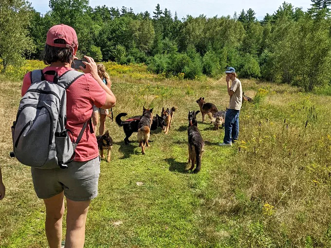 A pack of majestic German Shepherds leads hikers through Maine's verdant meadows, creating a scene straight out of a storybook adventure.