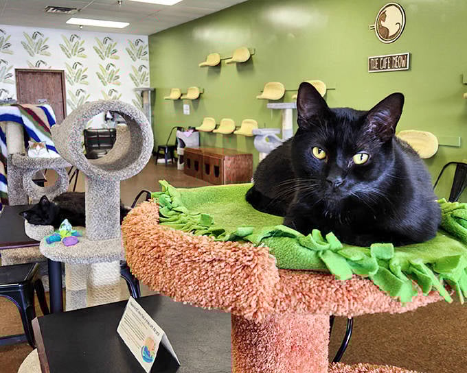 A sleek black cat lounges regally on a carrot-shaped cat bed, surveying its domain with the confidence of a miniature panther.