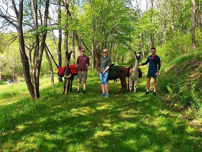 Kickapoo Valley: Hikers and their llama companions pause in a sun-dappled forest clearing, where adventure and furry friendship converge in Wisconsin's hidden paradise.