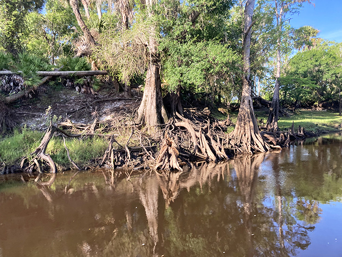 Cypress knees and tangled roots create a primeval backdrop for your fossil hunting adventure along Peace River.