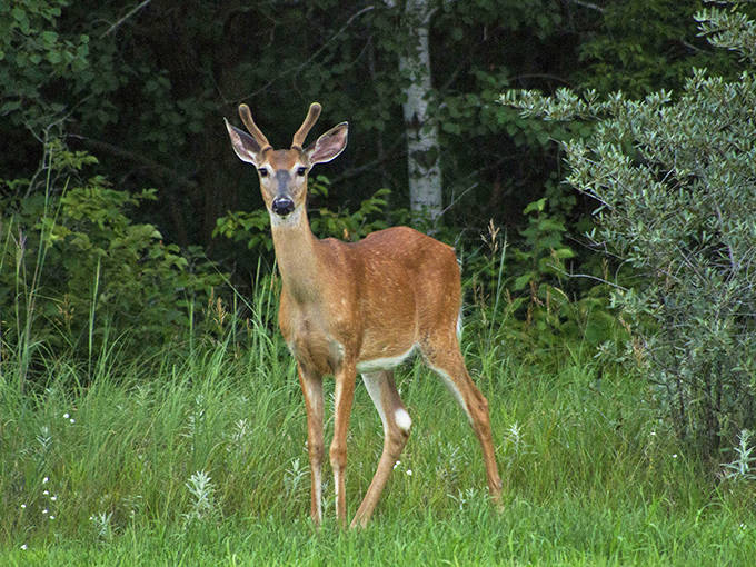 This young buck pauses mid-browse, offering a reminder that the arboretum isn't just a garden—it's a sanctuary for wildlife.