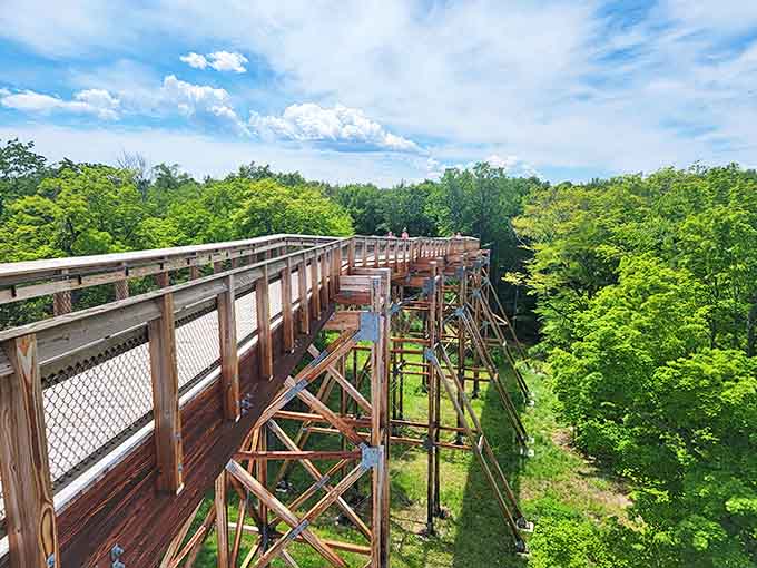 The elevated walkway winds through the treetops like a wooden highway to the sky, accessible to everyone with adventure in their hearts.
