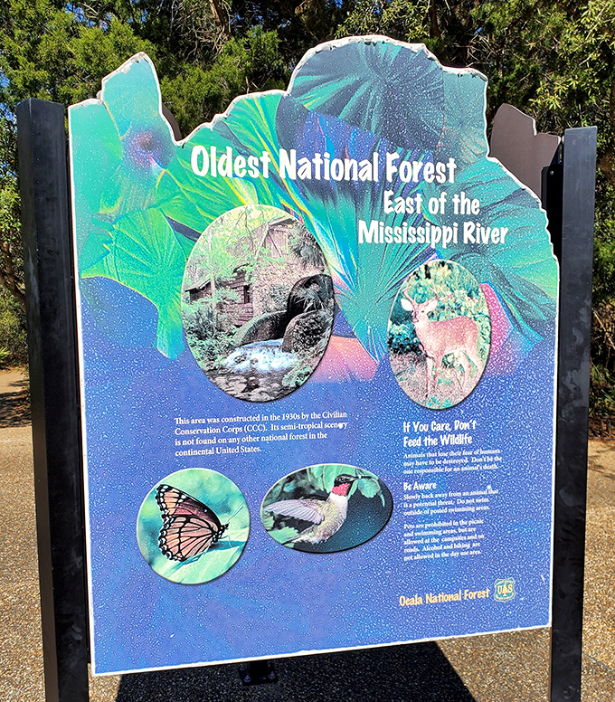 The oldest national forest east of the Mississippi didn't get that designation by accident. Some places earn their protection.