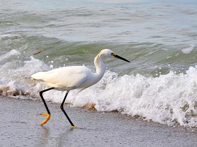 The snowy egret performs its delicate dance at the water's edge, yellow feet stepping precisely through the foam.