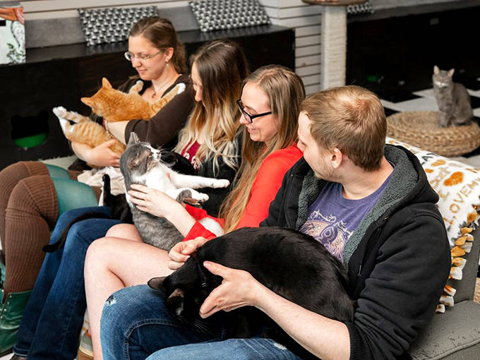 Visitors enjoy quality time with resident cats, proving that the best lap warmer isn't a blanket but a purring feline companion.