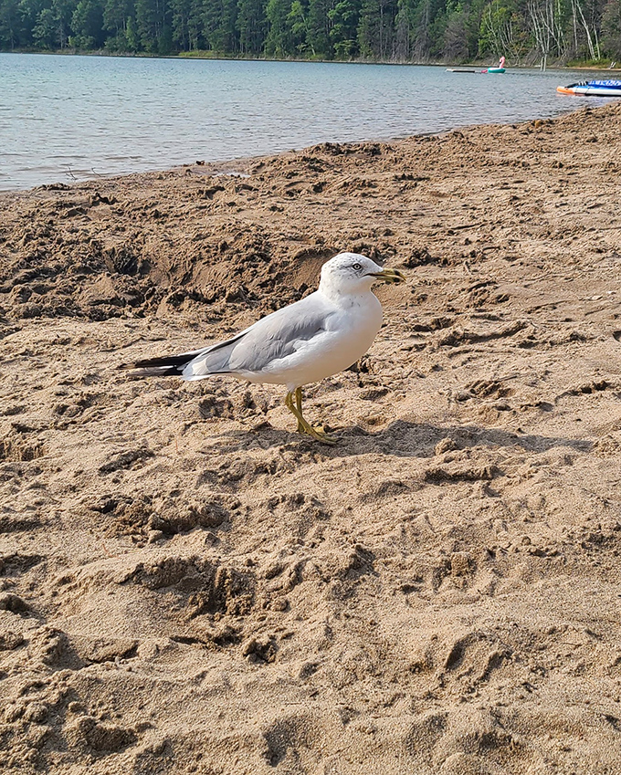 This seagull clearly knows it's found prime real estate &ndash; beachfront property with an all-you-can-eat buffet nearby.