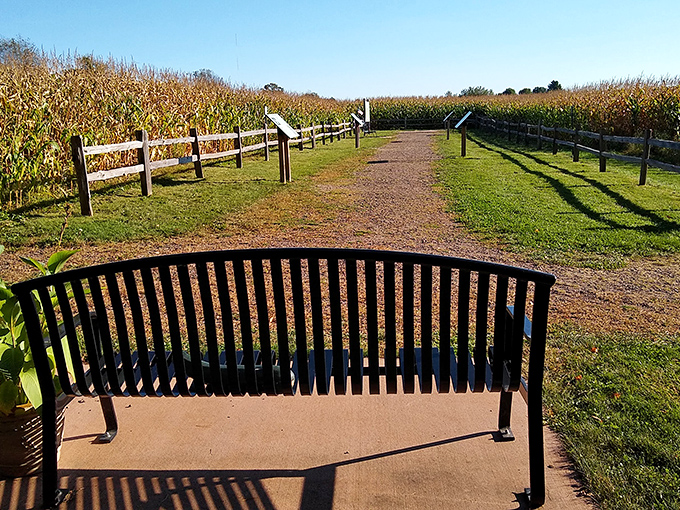 A bench with a view of infinity, or at least a really nice cornfield, perfect for contemplating your coordinates.