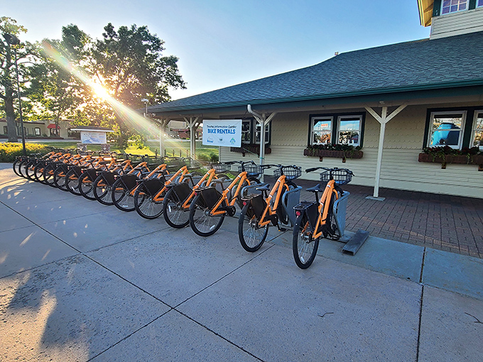 Bright orange bikes stand ready for adventure, the perfect way to explore Bemidji's shoreline after meeting its famous residents.