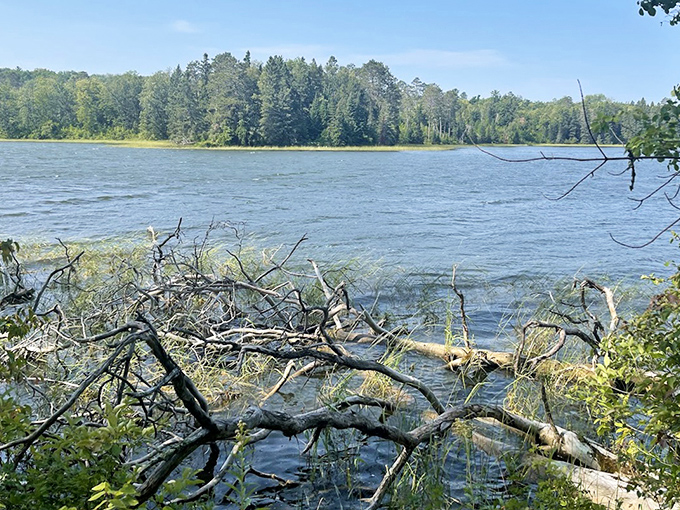 Fallen branches create natural sculptures along the shoreline, where water meets wilderness in an ever-changing dance.