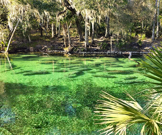 The spring's remarkable clarity reveals underwater treasures, where you can spot fish, turtles, and occasionally manatees gliding through the crystalline depths.