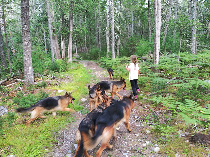 The forest becomes a natural playground as these shepherds lead the way, their synchronized movement resembling a choreographed woodland ballet.
