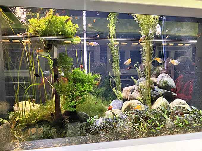 Native Great Lakes species swim in meticulously maintained habitats, connecting visitors to the underwater world just beyond Detroit's shores.