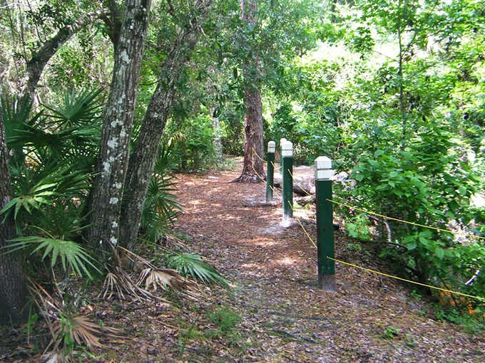 Towering trees create nature's colonnade, their moss-draped branches offering shade and shelter to grateful hikers below.