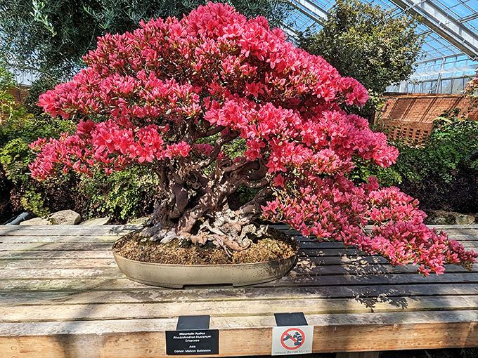 This spectacular azalea bonsai bursts with pink blooms, proving that good things really do come in small, meticulously pruned packages.