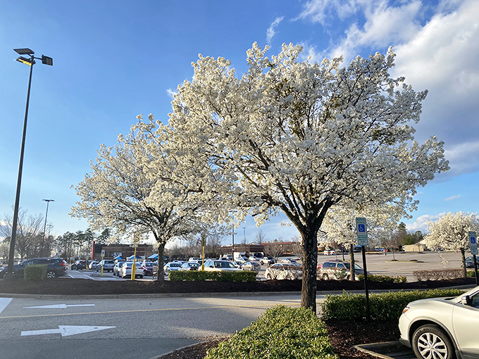 Spring blossoms transform Park Place Shopping Center's parking lot into something magical. Who knew running errands could come with such a view?