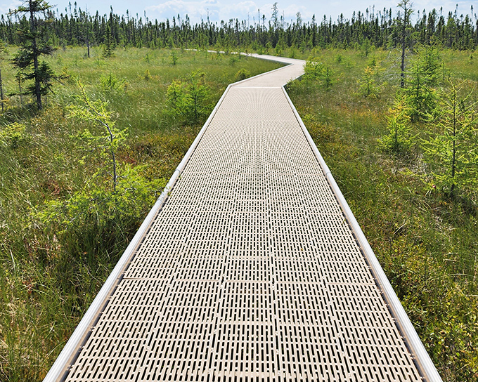 The boardwalk curves gently through open bog terrain, where the sky feels bigger and your worries feel considerably smaller.