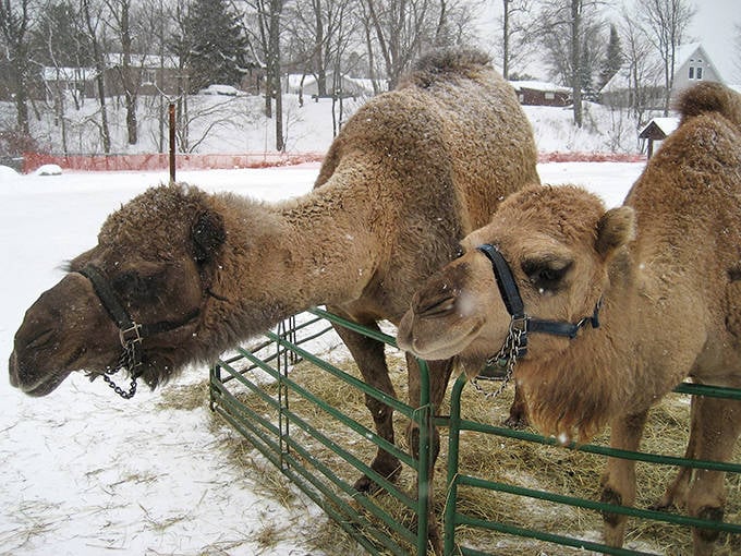 Soaring through the treetops on dual zip lines – because the best views of Michigan's forests aren't from the ground.