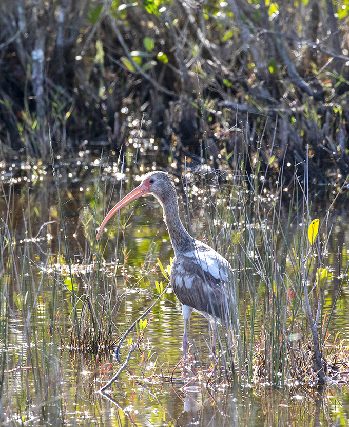 An ibis hunts with surgical precision, its curved bill designed by evolution to be the perfect tool for wetland food extraction.