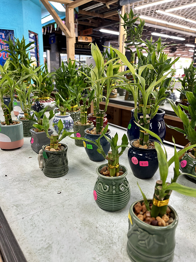 Good fortune in small packages! These lucky bamboo plants bring Eastern tranquility to Florida homes in their colorful decorative pots.