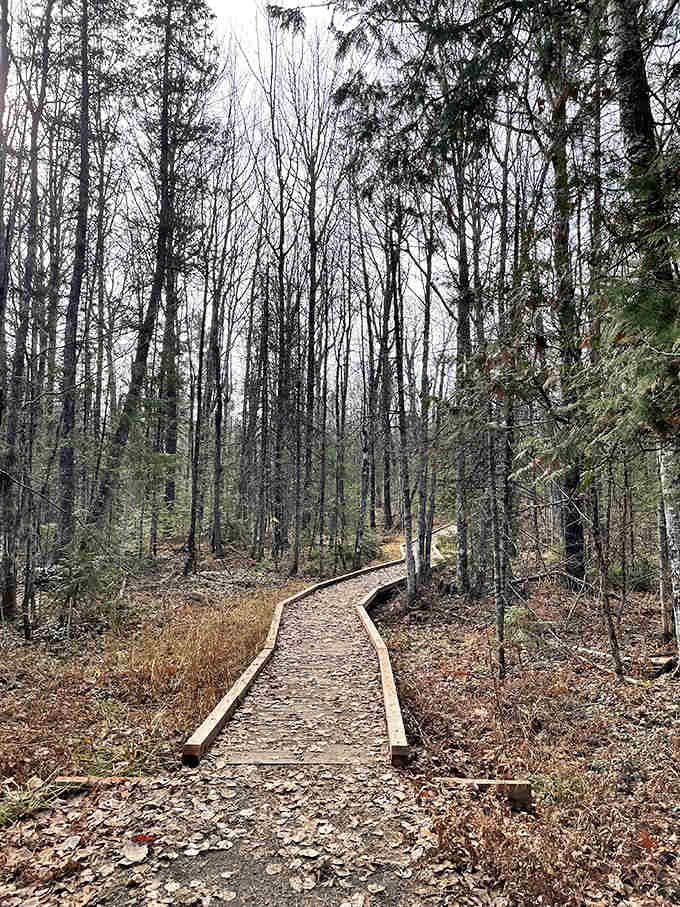 Nature's boardwalk guides visitors through delicate wetlands &ndash; thoughtfully constructed to protect fragile ecosystems while providing access to all.