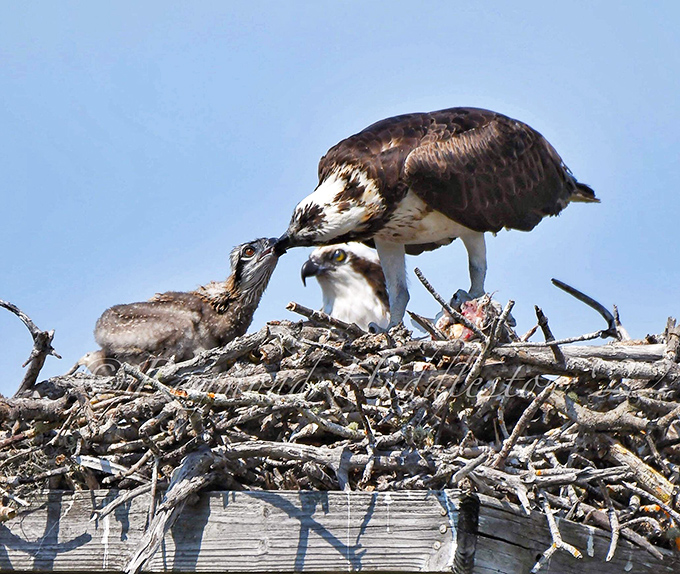 Osprey family mealtime &ndash; where "fast food" means dad just swooped down and caught a fresh fish for the kids.