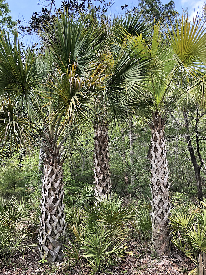 Majestic palms create nature's parasols, their distinctive silhouettes framing the quintessential Old Florida landscape.