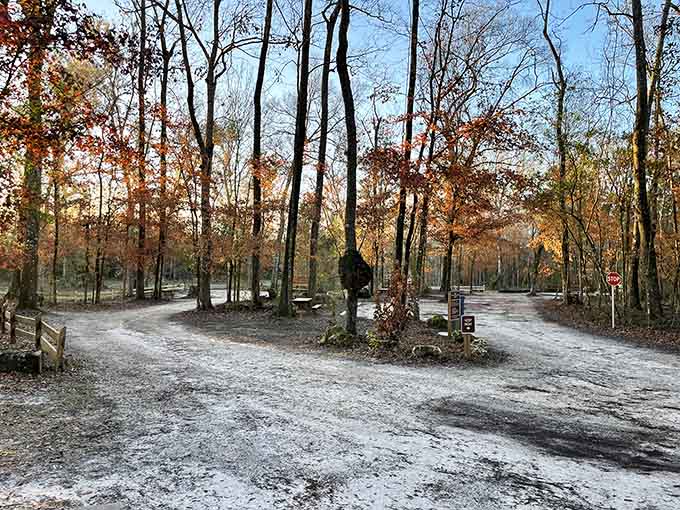 Dense forest areas provide habitat for countless species and create that sense of true wilderness that's increasingly rare in modern Florida.