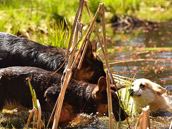 Cooling off in Maine's crystal waters, these shepherds demonstrate their versatility &ndash; from forest guides to swimming companions in one adventurous day.