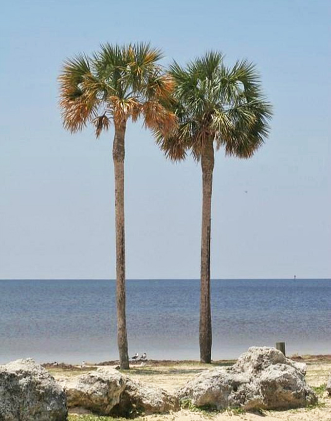 Nature's exclamation points stand tall against the horizon, framing the Gulf's endless blue canvas with tropical elegance.