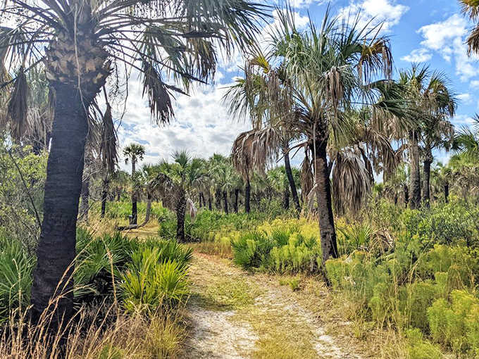 A winding trail through lush vegetation offers a shady respite from beach lounging, like nature's own intermission.