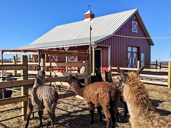 The classic red barn provides the perfect backdrop for these South American natives who've adapted beautifully to Minnesota farm life.