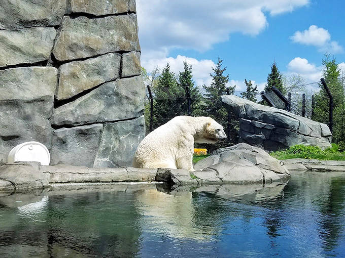 This polar bear contemplates life's big questions: "To swim or not to swim?" and "Why do humans press their faces against my window?"