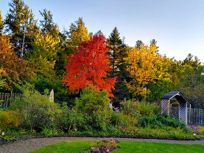 Fall paints the arboretum in impossible colors, where this fiery red maple stands like nature's exclamation point among golden companions.