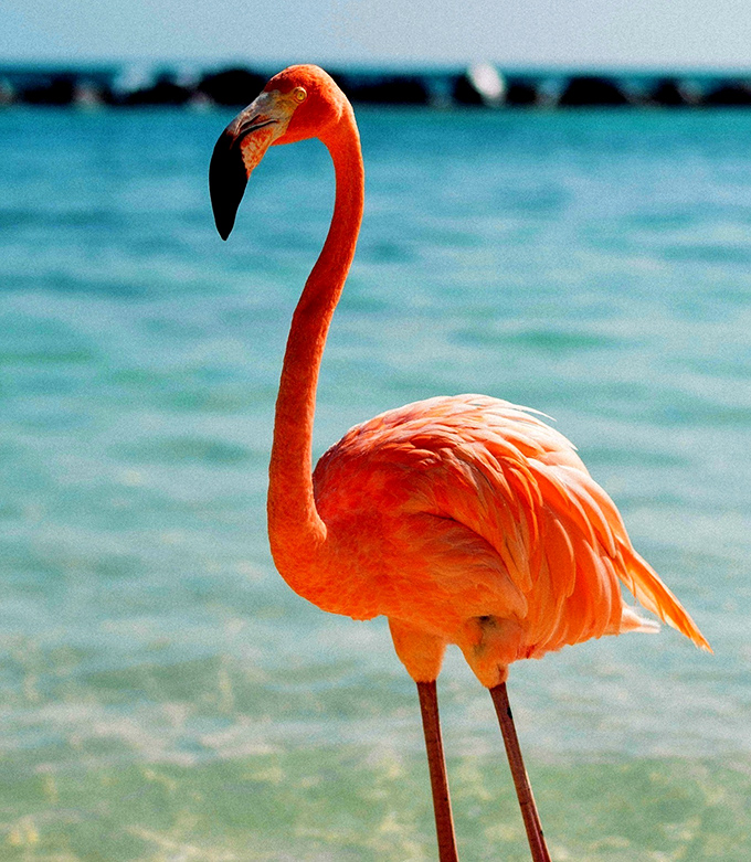 A flamingo strikes its signature pose, showing off colors so vibrant they'd make a sunset jealous.