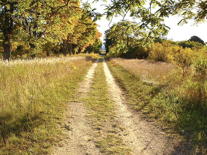Nature's yellow brick road leads through golden meadows toward adventures that require no wizard to appreciate.