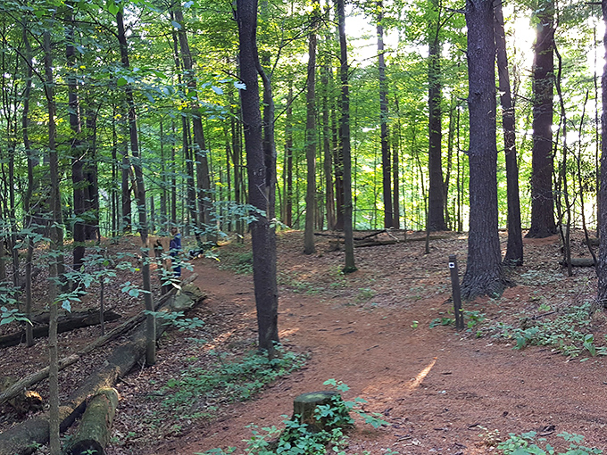 The hiking trail winds through a cathedral of trees, where footsteps fall softly on earth that's been traveled for generations.