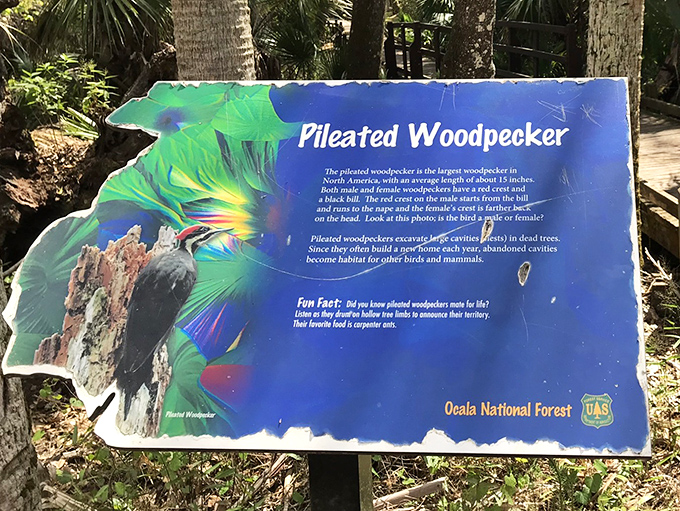 The pileated woodpecker: nature's original jackhammer operator, turning dead trees into luxury bird condominiums since forever.