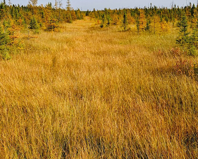 Golden grasses wave across the marsh like nature's own wheat field, except wetter and with more interesting wildlife.
