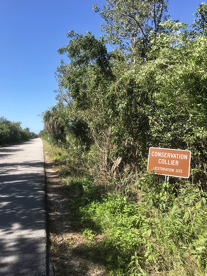 Conservation efforts extend beyond the boardwalk, with restoration projects helping preserve Florida's wild spaces for future generations.