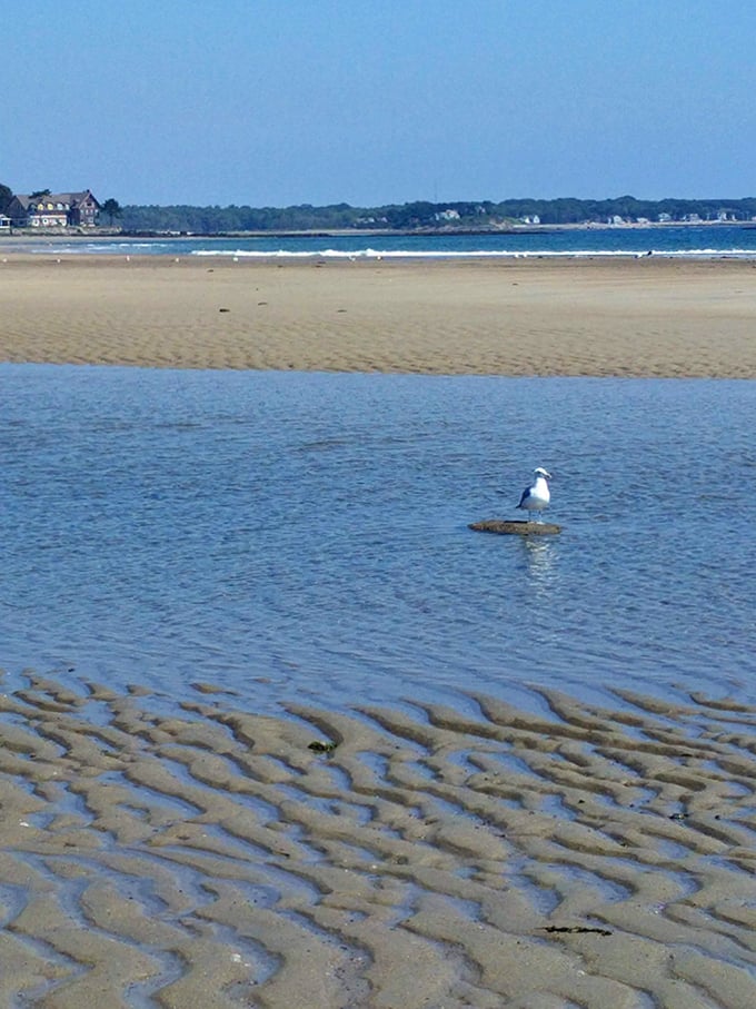 A lone seagull holds court on its temporary island, surrounded by rippled sand sculptures created by retreating tides.