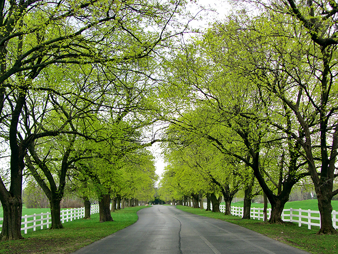 A cathedral of trees creates a natural green canopy over this serene country road in Florida's hidden interior.