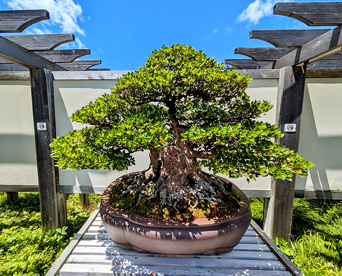 This expertly trained bonsai creates the perfect illusion – a full-sized tree in miniature form, complete with its own sense of ancient wisdom.